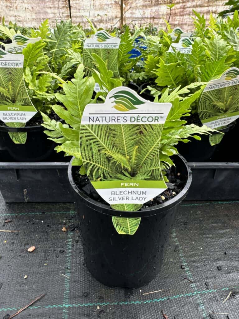 Silver Lady Killuke Nursery