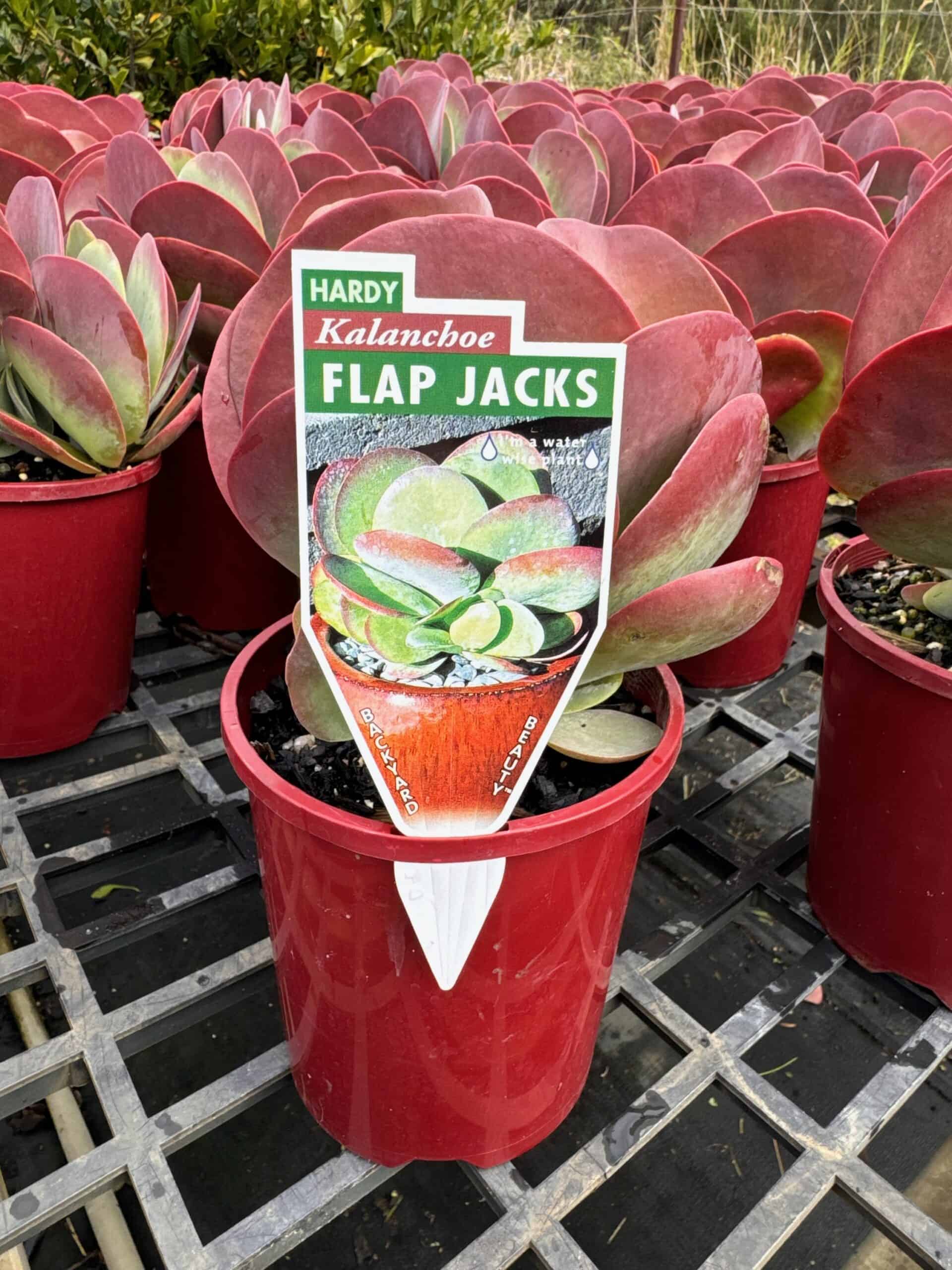 Flap Jack Killuke Nursery