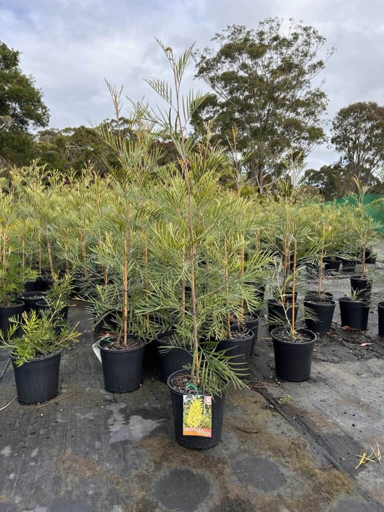 Moonlight Killuke Nursery