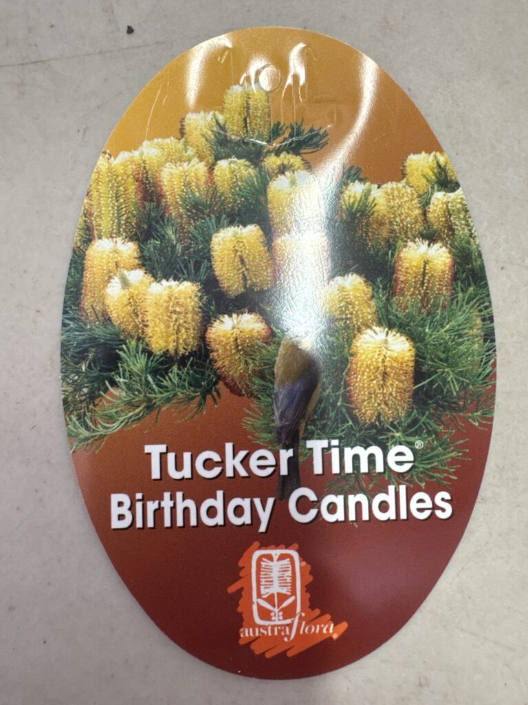 Birthday Candles Killuke Nursery