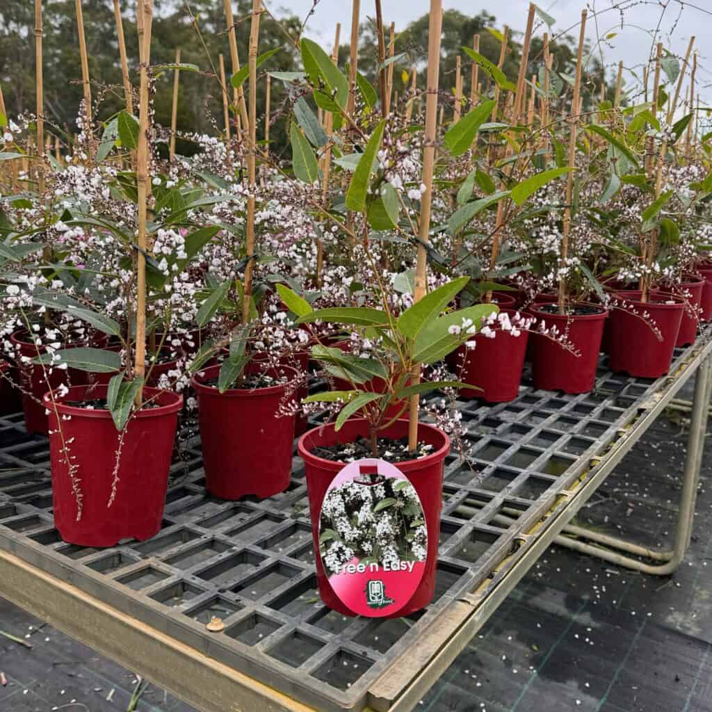 Climbing Plants Killuke Nursery