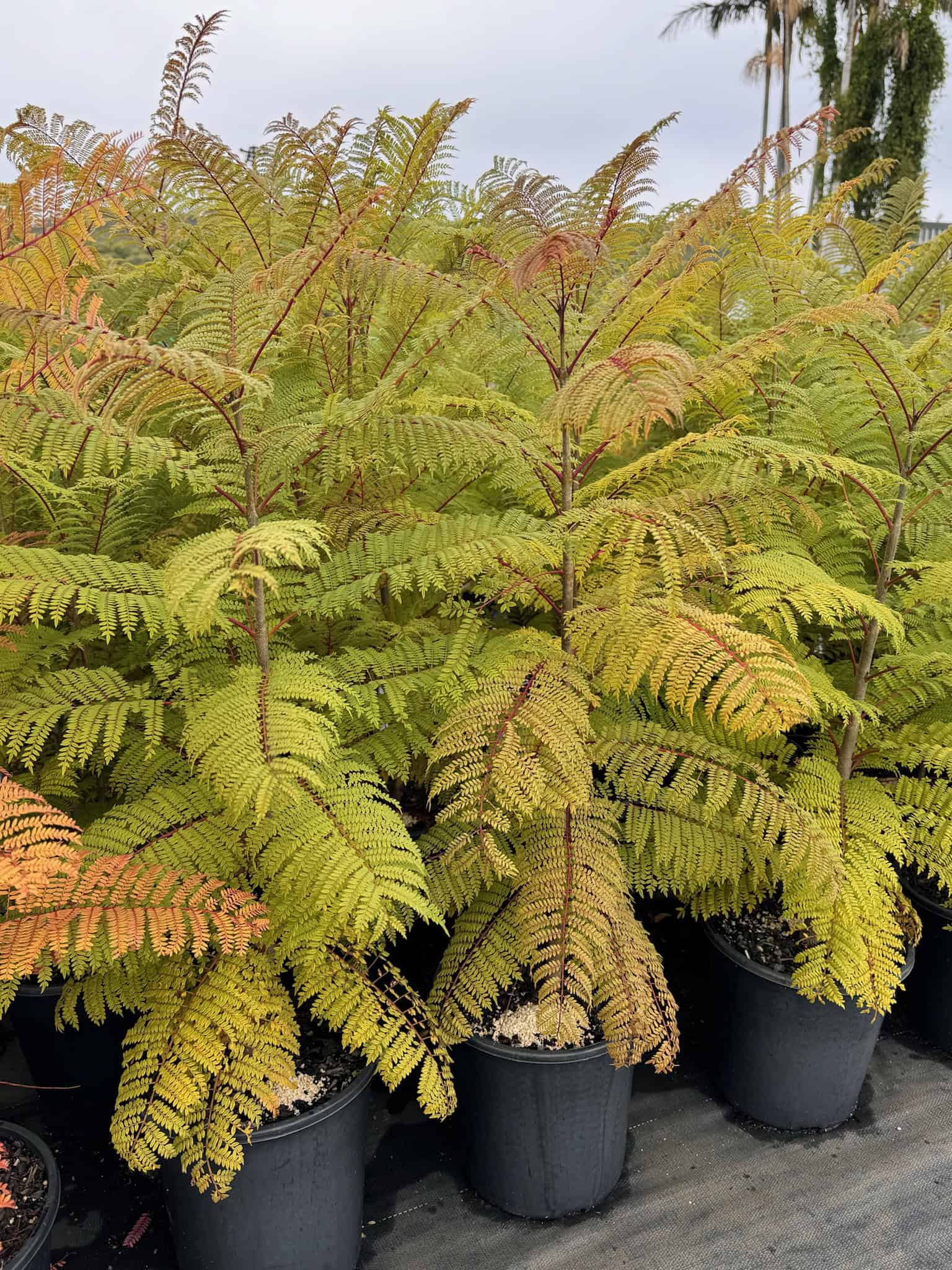 Jacaranda Killuke Nursery