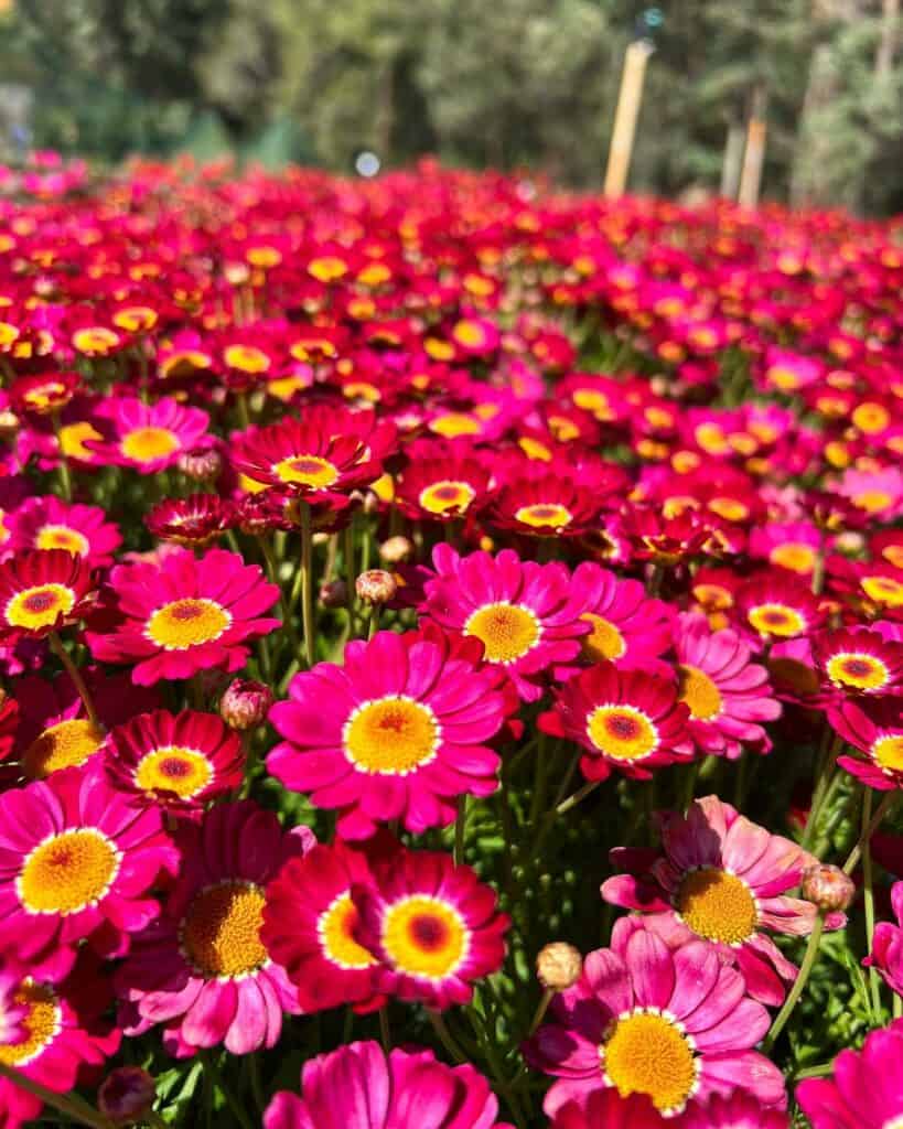 About Killuke Nursery